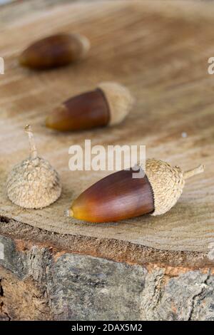 Brown acorn resting on the wooden trunk of a cut tree Stock Photo - Alamy