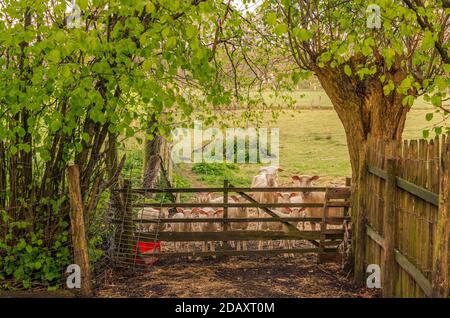 Herd of sheeps standing behind wooden gate Stock Photo - Alamy