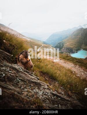 An Alpine marmot in the mountains shows its teeth Stock Photo - Alamy