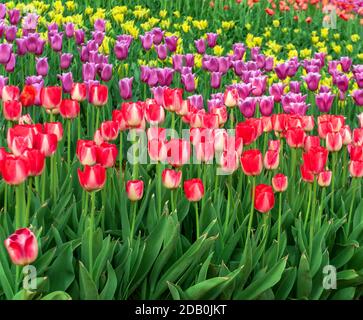 Triumph Tulips Candy Cane Mix tulip garden flower Stock Photo - Alamy