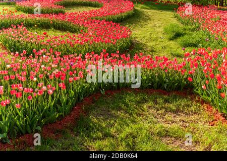 Tulip Bulbs selection bloom roses are red, violets various colors ...