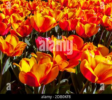 A bouquet of orange Darwin Hybrid tulips (Tulipa) Triple A in a garden ...