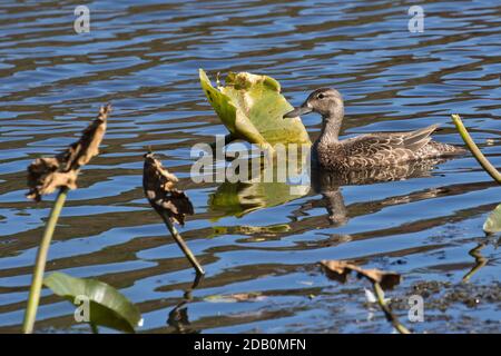 Blue-winged Teal (Spatula discors Stock Photo - Alamy