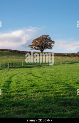 Gate pasture hedge hedgerow fence farmyard farm forest spring mountain ...