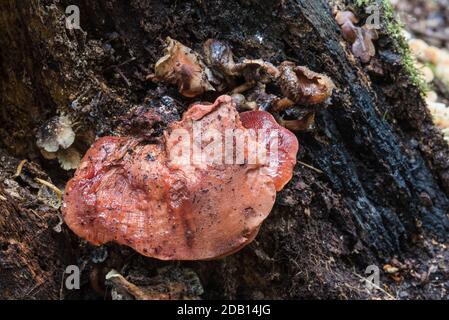 Beef steak fungus Fistulina hepatica Stock Photo - Alamy
