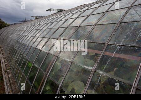 Illustration picture shows the grape greenhouse in Overijse, Thursday ...