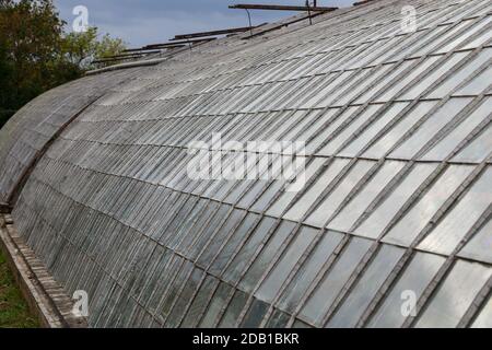 Illustration picture shows the grape greenhouse in Overijse, Thursday ...