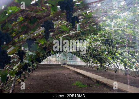 Illustration picture shows the grape greenhouse in Overijse, Thursday ...