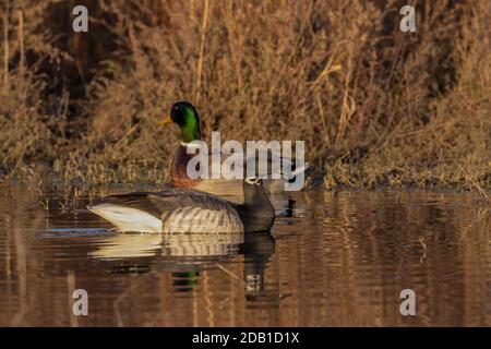 Brant. Smaller species of goose. Scene from conservation area of ...