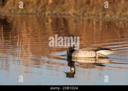 Brant. Smaller species of goose. Scene from conservation area of ...