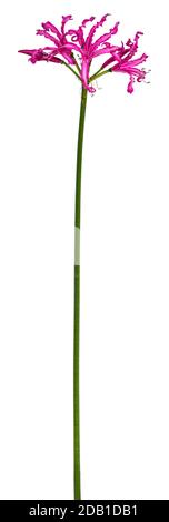 A macro shot of a pink nerine flower bud opening Stock Photo - Alamy