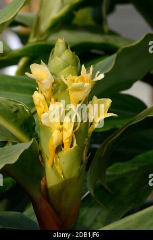 Flower of the Hedchium forrestii plant Forest Ginger Stock Photo - Alamy