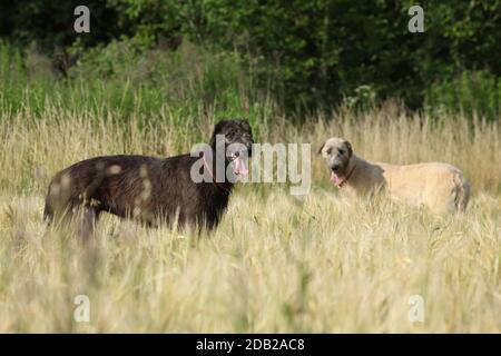 Amazing irish wolfhounds standing together in nature Stock Photo - Alamy