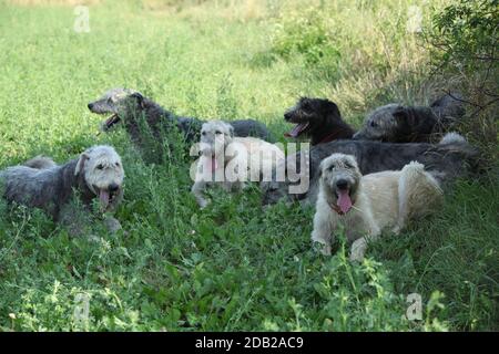 Amazing Irish wolfhounds resting together in high grass Stock Photo - Alamy