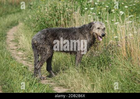 Amazing irish wolfhound standing in nature alone Stock Photo - Alamy