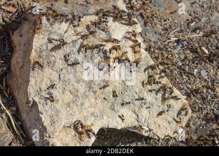 Messor Genus, Harvester Ants Stock Photo - Alamy