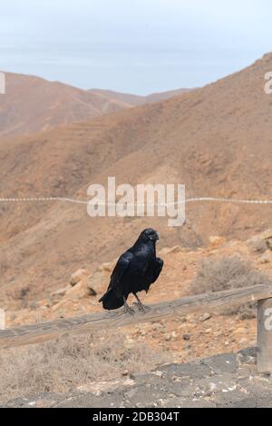 Crows on the Way from Bentacoria to Pajara on the island of ...