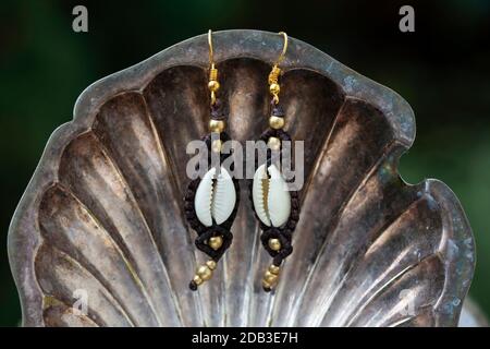 Indian Moon Shells Stock Photo - Alamy