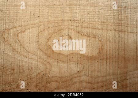 Sycamore (Acer pseudoplatanus). Recently cut logs showing cross ...