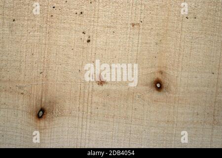 Sycamore (Acer pseudoplatanus). Recently cut logs showing cross ...