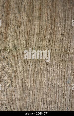 Oak, Quercus robur, tree recently sawn timber plank without knots and ...