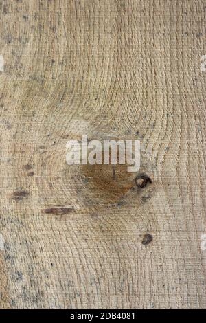Oak, Quercus robur, tree recently sawn timber plank without knots and ...