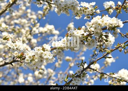 Die Kirsche, oft auch Weichsel genannt, ist ein Obstbaum. - The cherry ...