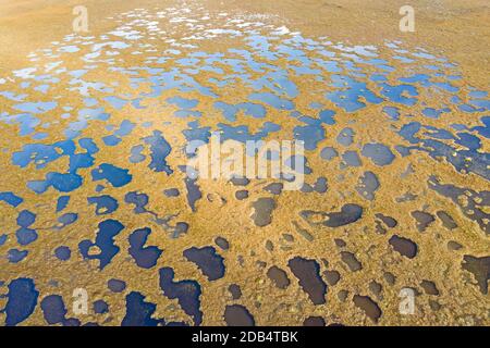 Flow Country landscape with peatland pools at Forsinard RSPB Nature ...