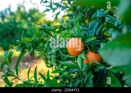 mandarin oranges on the tree, grown for export to Northern Europe Stock ...