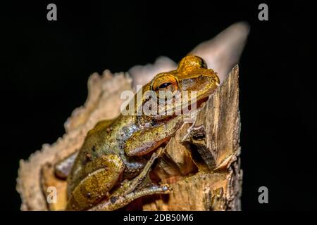 tree frog Boophis rhodoscelis, noctirnal frog in the Mantellidae family ...