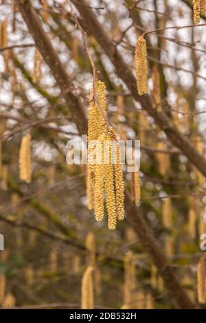 Hazelnut tree with a lot of big yellow hazelnut pollen Stock Photo - Alamy