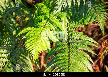 Fern fronds at sunset in a woodland in Ambleside, Lake District, UK ...