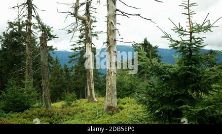 Dead, dead spruces (Picea abies), dry, withered, landscape, trees, forest, drought, water ...