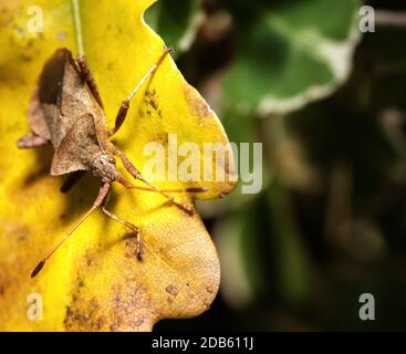 Dock Leaf Bug on white Background - Coreus marginatus ( Linnaeus, 1758 ...