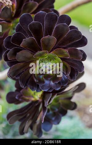 Purple Crest Aeonium or Black Tree Aeonium, Aeonium Arboreum var ...