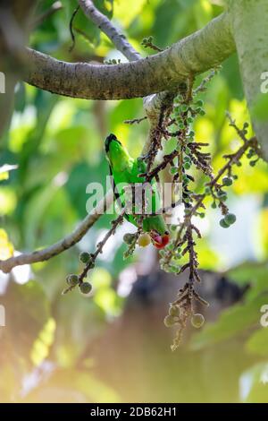 The Abyssinian Lovebird (Agapornis taranta) also known as Black-winged ...