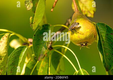 cider pear on a tree with fly Stock Photo - Alamy