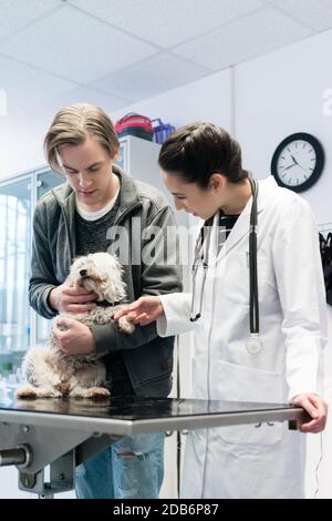 Male and female doctors examining small puppy in hospital Stock Photo ...