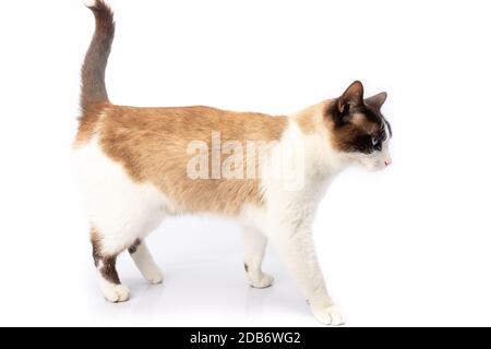 Siamese and ragdoll cross cat walking on white background in studio ...