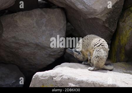 Southern viscacha Lagidium viscacia wiping coat. Las Cuevas. Lauca ...
