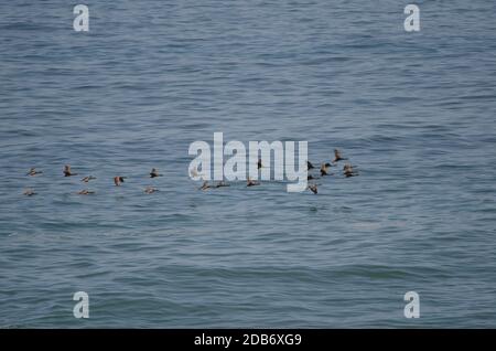 Guanay cormorants Leucocarbo bougainvillii in flight. Las Cuevas. Arica ...