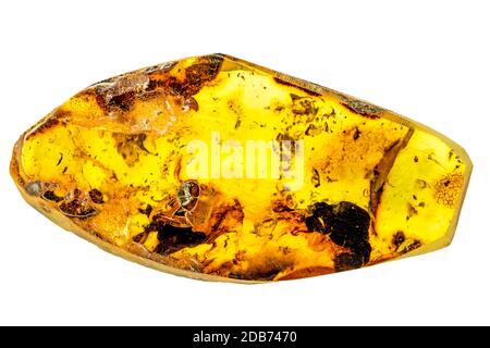 Amber with inclusions in a macro cut out on white background Stock ...