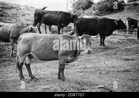 Cows in the mountains, detail of a wild animal, livestock and animal ...