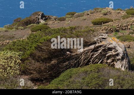 Twisted Juniper Tree Trunk Juniperus communis North Pennines, Upper ...