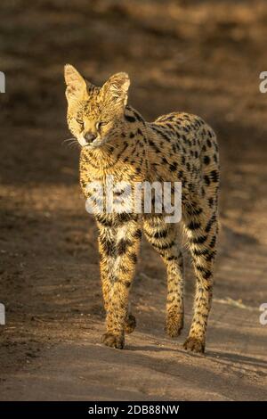 Serval walks on dirt track in sunshine Stock Photo - Alamy