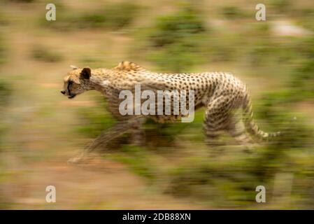 Slow pan of female cheetah crossing savannah Stock Photo - Alamy