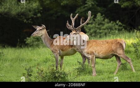 Focused couple of red deer looking aside in summer nature Stock Photo ...