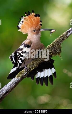 Eurasian hoopoe holding insect in beak on branch in summer Stock Photo ...