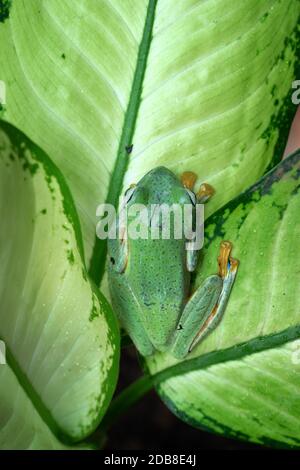 Black-webbed tree frog on a tree branch Stock Photo - Alamy