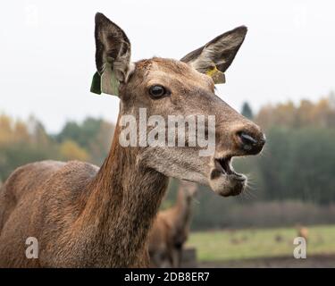 A deer standing with open mouth in field Stock Photo - Alamy